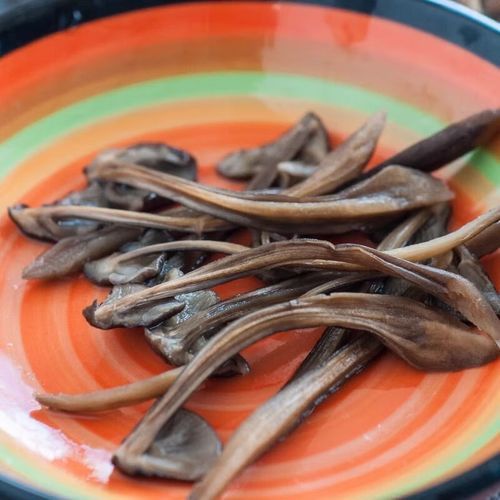 黑皮鸡枞菌多少钱一斤_黑皮鸡枞菌怎么做好吃-第2张图片-山城妙识 黑皮鸡枞菌多少钱一斤_黑皮鸡枞菌怎么做好吃-第2张图片-山城妙识