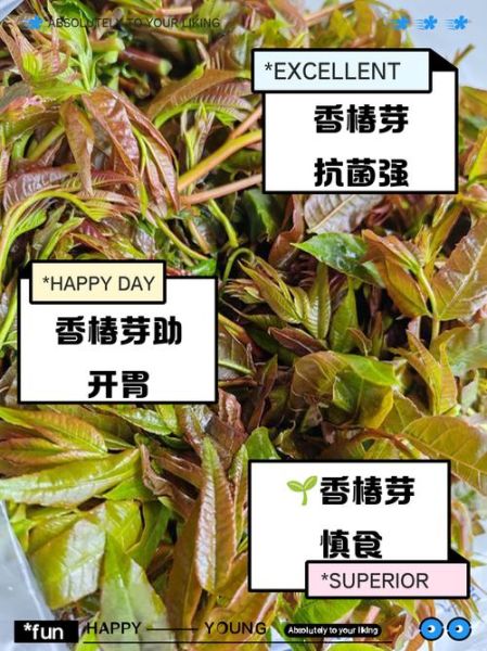 香椿菜的功效与作用及禁忌_什么人不能吃-第3张图片-山城妙识 香椿菜的功效与作用及禁忌_什么人不能吃-第3张图片-山城妙识