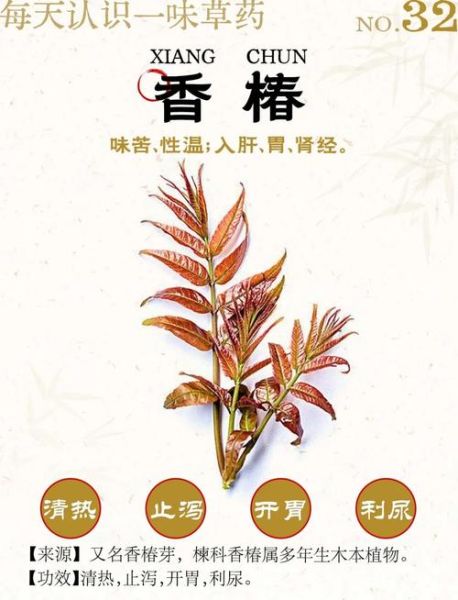 香椿菜的功效与作用及禁忌_什么人不能吃-第1张图片-山城妙识 香椿菜的功效与作用及禁忌_什么人不能吃-第1张图片-山城妙识