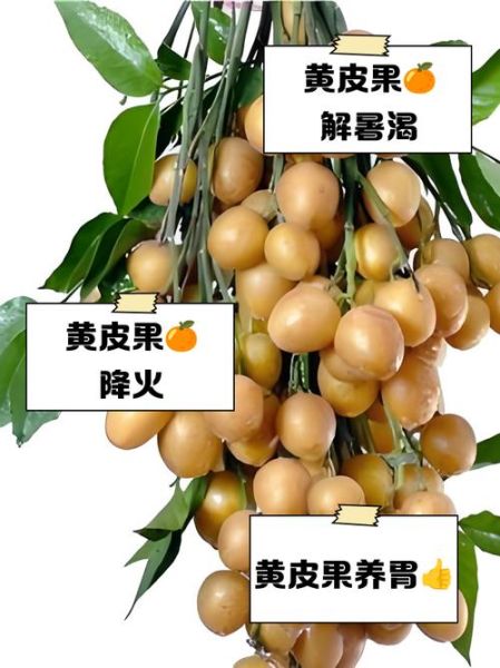 黄皮果什么人不能吃_孕妇能吃黄皮果吗-第1张图片-山城妙识 黄皮果什么人不能吃_孕妇能吃黄皮果吗-第1张图片-山城妙识