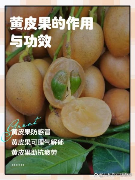 黄皮果什么人不能吃_孕妇能吃黄皮果吗-第2张图片-山城妙识 黄皮果什么人不能吃_孕妇能吃黄皮果吗-第2张图片-山城妙识