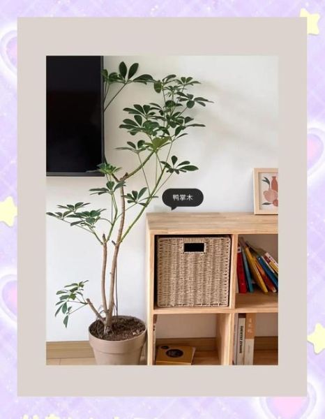 鹅掌木怎么养_鹅掌木养殖注意事项-第1张图片-山城妙识 鹅掌木怎么养_鹅掌木养殖注意事项-第1张图片-山城妙识