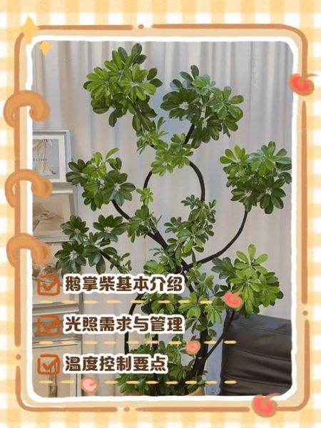 鹅掌木怎么养_鹅掌木养殖注意事项-第3张图片-山城妙识 鹅掌木怎么养_鹅掌木养殖注意事项-第3张图片-山城妙识