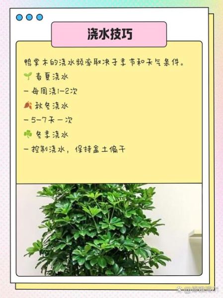 鹅掌木怎么养_鹅掌木养殖注意事项-第2张图片-山城妙识 鹅掌木怎么养_鹅掌木养殖注意事项-第2张图片-山城妙识