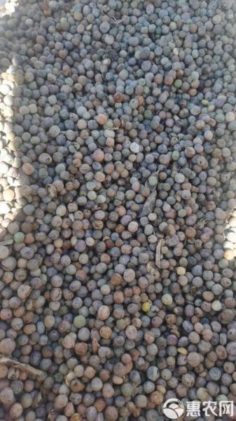 麻豌豆和普通豌豆的区别_麻豌豆营养价值高吗-第2张图片-山城妙识 麻豌豆和普通豌豆的区别_麻豌豆营养价值高吗-第2张图片-山城妙识