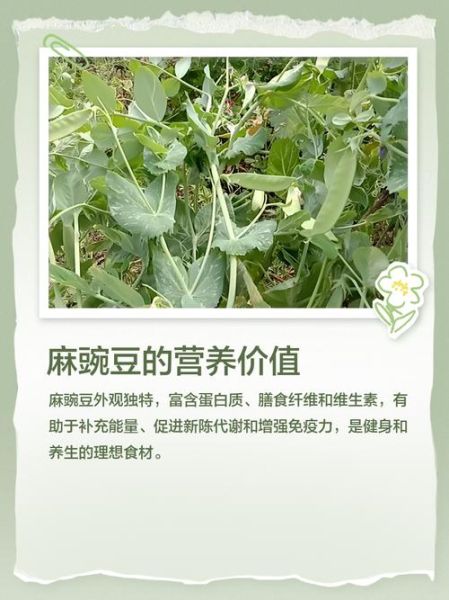 麻豌豆和普通豌豆的区别_麻豌豆营养价值高吗-第1张图片-山城妙识 麻豌豆和普通豌豆的区别_麻豌豆营养价值高吗-第1张图片-山城妙识