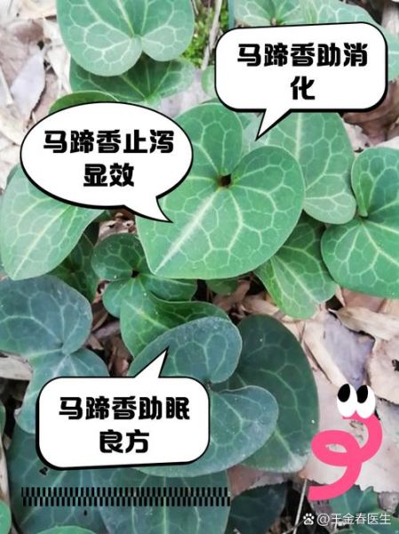 马蹄香长什么样_马蹄香图片怎么辨别真假-第1张图片-山城妙识 马蹄香长什么样_马蹄香图片怎么辨别真假-第1张图片-山城妙识