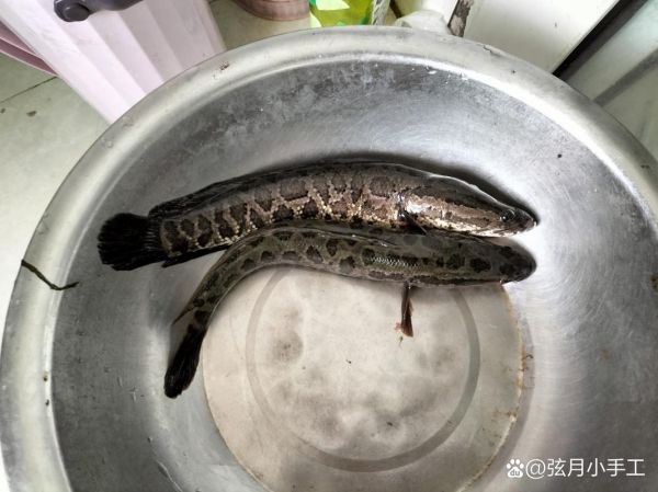 野生蛇鱼长什么样_野生蛇鱼有毒吗-第1张图片-山城妙识 野生蛇鱼长什么样_野生蛇鱼有毒吗-第1张图片-山城妙识