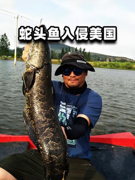 野生蛇鱼长什么样_野生蛇鱼有毒吗-第2张图片-山城妙识 野生蛇鱼长什么样_野生蛇鱼有毒吗-第2张图片-山城妙识