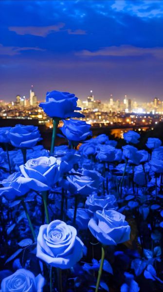 蓝玫瑰代表什么_蓝玫瑰图片怎么拍好看-第3张图片-山城妙识 蓝玫瑰代表什么_蓝玫瑰图片怎么拍好看-第3张图片-山城妙识