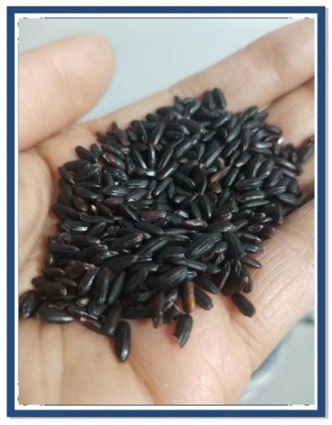 真黑米和假黑米怎么区分_真黑米泡水掉色正常吗-第3张图片-山城妙识 真黑米和假黑米怎么区分_真黑米泡水掉色正常吗-第3张图片-山城妙识