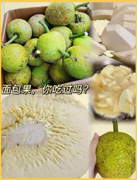 面包树果实怎么吃_面包树果实营养价值-第2张图片-山城妙识 面包树果实怎么吃_面包树果实营养价值-第2张图片-山城妙识