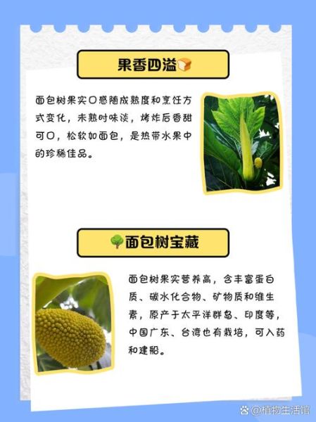 面包树果实怎么吃_面包树果实营养价值-第1张图片-山城妙识 面包树果实怎么吃_面包树果实营养价值-第1张图片-山城妙识