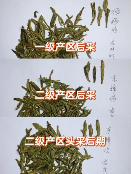 龙井茶怎么分辨好坏_龙井茶好坏鉴别方法-第1张图片-山城妙识 龙井茶怎么分辨好坏_龙井茶好坏鉴别方法-第1张图片-山城妙识