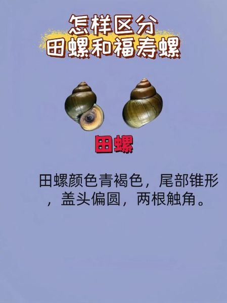 田螺图片大全_田螺怎么分辨公母-第2张图片-山城妙识 田螺图片大全_田螺怎么分辨公母-第2张图片-山城妙识