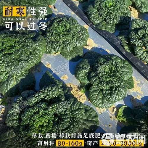 黑叶白菜怎么做好吃_黑叶白菜的营养价值-第1张图片-山城妙识 黑叶白菜怎么做好吃_黑叶白菜的营养价值-第1张图片-山城妙识