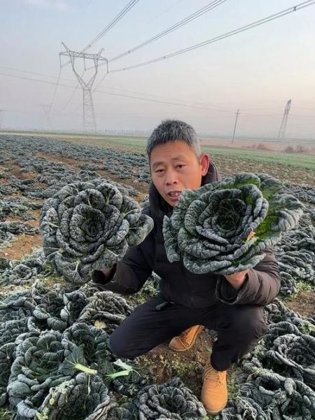 黑叶白菜怎么做好吃_黑叶白菜的营养价值-第2张图片-山城妙识 黑叶白菜怎么做好吃_黑叶白菜的营养价值-第2张图片-山城妙识