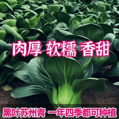 黑叶白菜怎么做好吃_黑叶白菜的营养价值-第3张图片-山城妙识 黑叶白菜怎么做好吃_黑叶白菜的营养价值-第3张图片-山城妙识