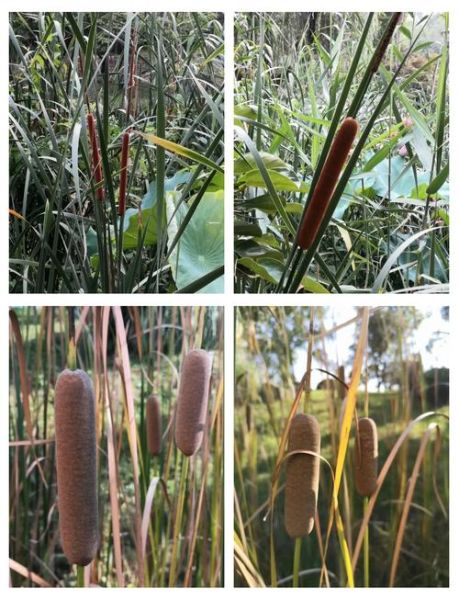 香蒲草的功效与作用_香蒲草怎么吃效果最好-第1张图片-山城妙识 香蒲草的功效与作用_香蒲草怎么吃效果最好-第1张图片-山城妙识