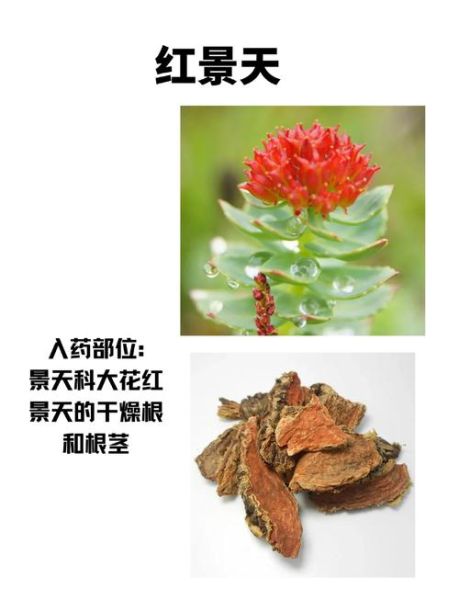 长期服用红景天的副作用有哪些_红景天长期吃安全吗-第2张图片-山城妙识 长期服用红景天的副作用有哪些_红景天长期吃安全吗-第2张图片-山城妙识