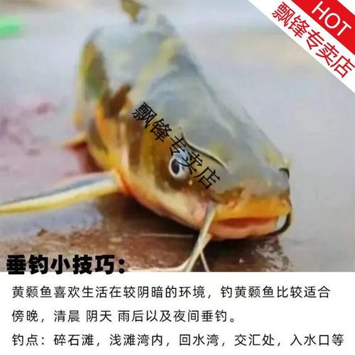 黄鲴鱼怎么钓_黄鲴鱼吃什么饵料-第2张图片-山城妙识 黄鲴鱼怎么钓_黄鲴鱼吃什么饵料-第2张图片-山城妙识