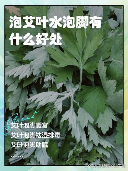 喝艾叶水能减肥吗_艾叶水减肥原理-第1张图片-山城妙识 喝艾叶水能减肥吗_艾叶水减肥原理-第1张图片-山城妙识