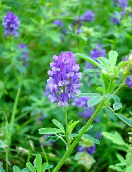 野苜蓿草图片长什么样_野苜蓿草与紫花苜蓿区别-第1张图片-山城妙识