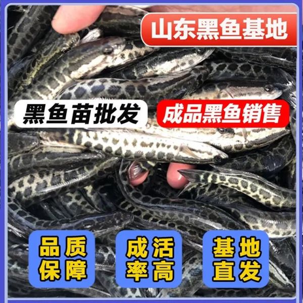 黑鱼苗批发多少钱一斤_黑鱼苗价格行情-第1张图片-山城妙识