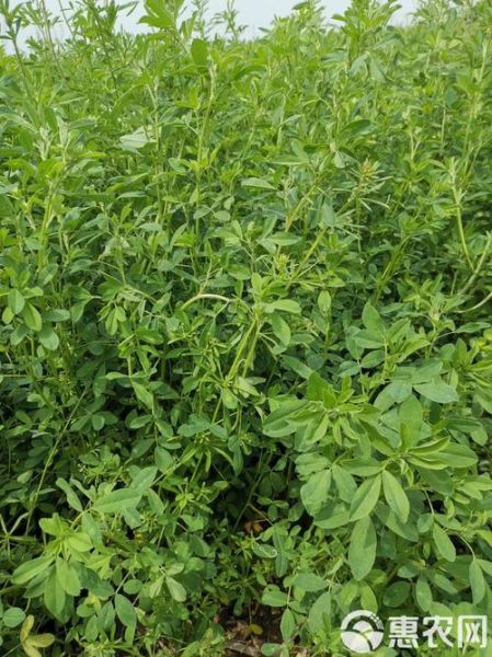 野苜蓿草图片长什么样_野苜蓿草与紫花苜蓿区别-第3张图片-山城妙识