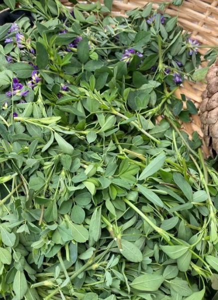 野苜蓿草图片长什么样_野苜蓿草与紫花苜蓿区别-第2张图片-山城妙识