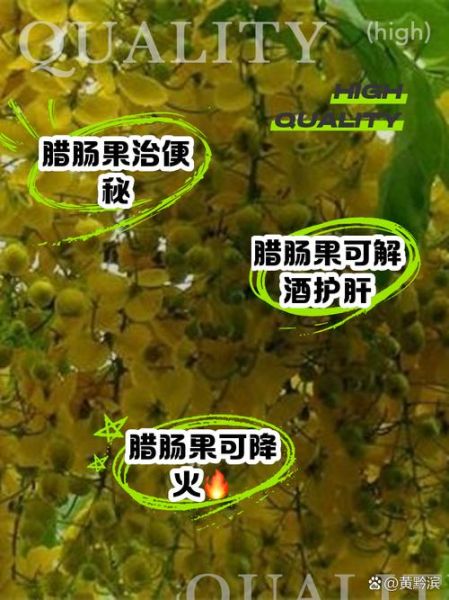 腊肠树果的功效与副作用_能吃吗-第1张图片-山城妙识 腊肠树果的功效与副作用_能吃吗-第1张图片-山城妙识