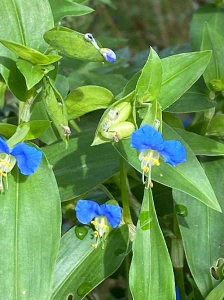 鸭舌草和鸭跖草的区别_如何一眼分辨-第2张图片-山城妙识 鸭舌草和鸭跖草的区别_如何一眼分辨-第2张图片-山城妙识