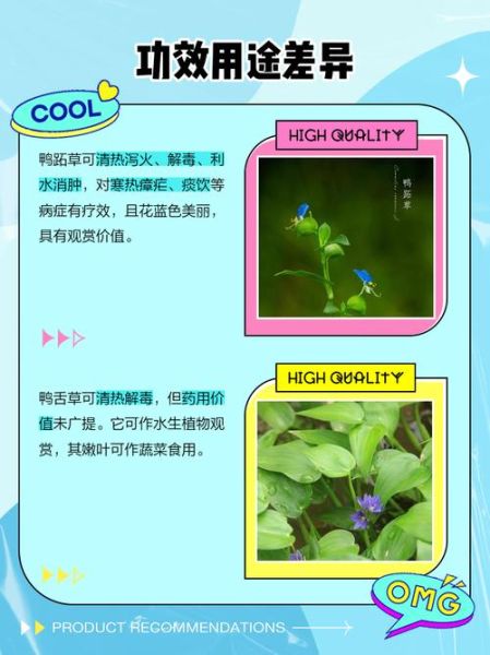 鸭舌草和鸭跖草的区别_如何一眼分辨-第1张图片-山城妙识 鸭舌草和鸭跖草的区别_如何一眼分辨-第1张图片-山城妙识