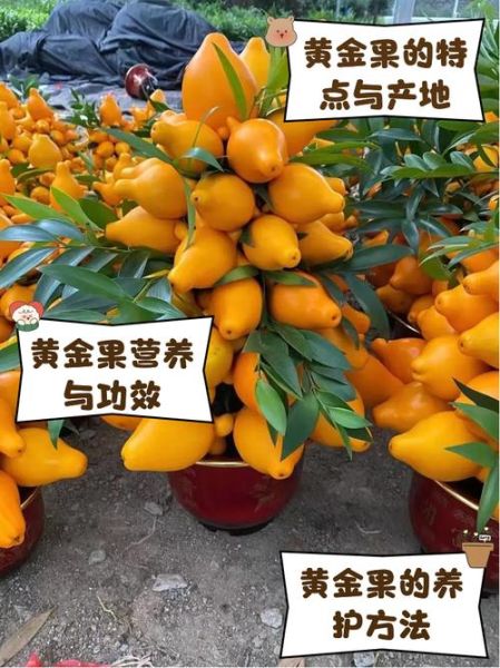 黄金果的功效与作用_黄金果怎么吃效果最好-第2张图片-山城妙识