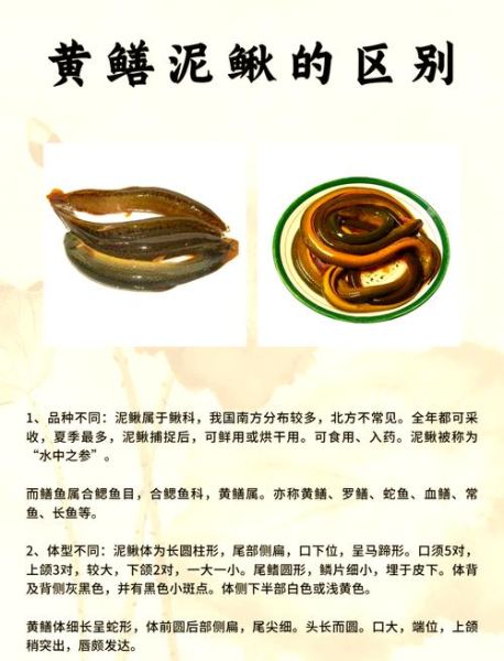 鳝鱼的功效与作用_鳝鱼的禁忌人群有哪些-第1张图片-山城妙识 鳝鱼的功效与作用_鳝鱼的禁忌人群有哪些-第1张图片-山城妙识