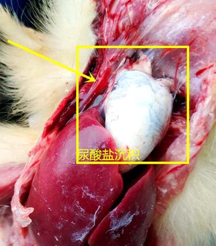 鹅肉什么人不能吃_痛风患者能吃吗-第2张图片-山城妙识