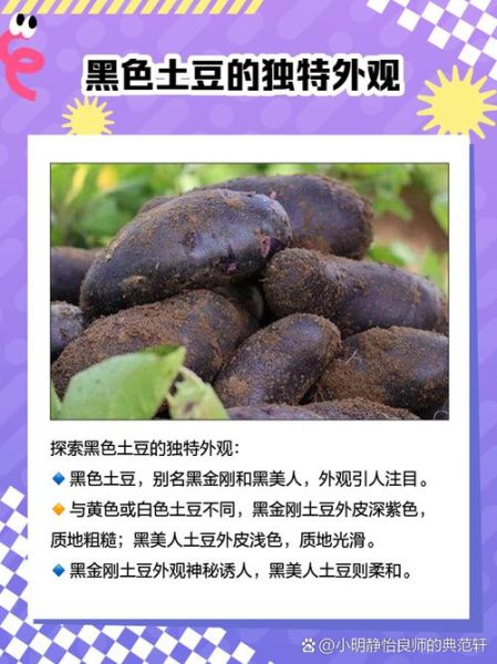 黑土豆好吃吗_黑土豆口感怎么样-第1张图片-山城妙识 黑土豆好吃吗_黑土豆口感怎么样-第1张图片-山城妙识