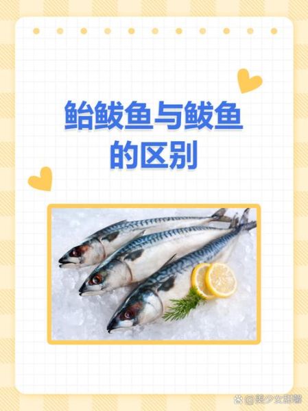 鲭鱼和鲅鱼的区别_怎么一眼分辨-第1张图片-山城妙识