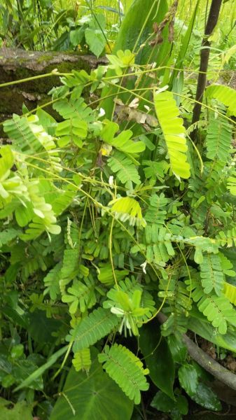 鸡骨草叶的功效与作用_鸡骨草叶怎么泡水喝-第3张图片-山城妙识
