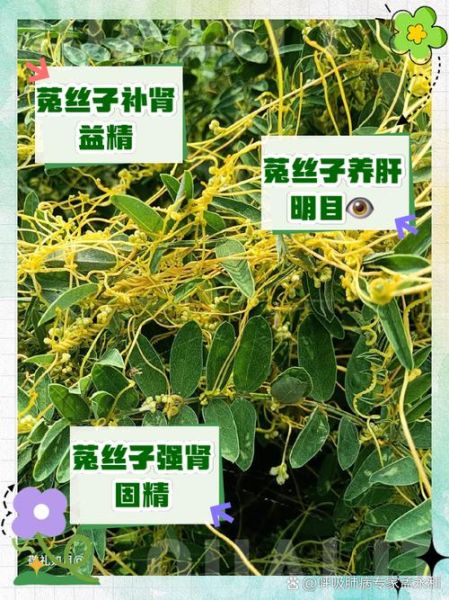 菟丝子补肾壮阳用量_菟丝子一天吃多少克-第1张图片-山城妙识