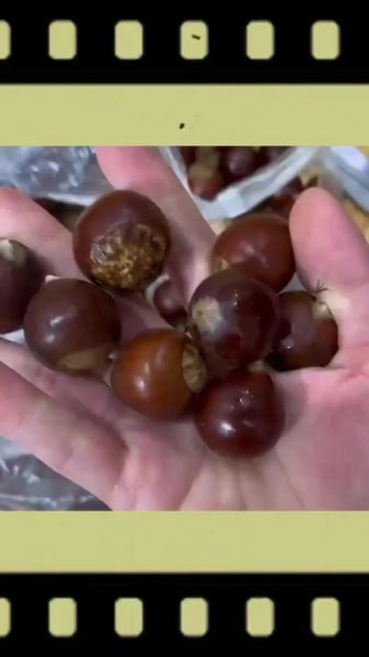 板栗怎么剥壳快_生板栗去壳最快方法-第3张图片-山城妙识 板栗怎么剥壳快_生板栗去壳最快方法-第3张图片-山城妙识