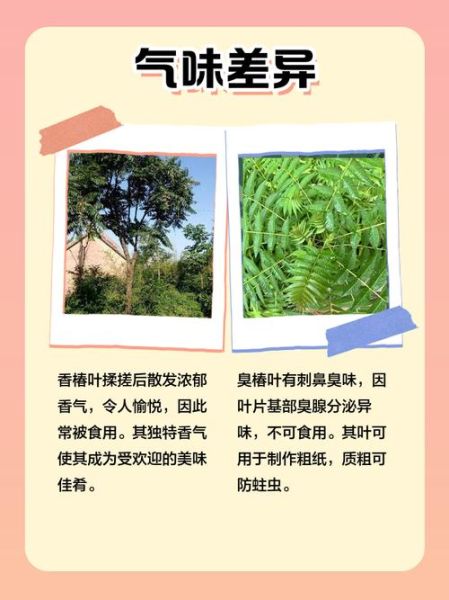 臭椿树和香椿树的区别_如何一眼区分臭椿与香椿-第3张图片-山城妙识 臭椿树和香椿树的区别_如何一眼区分臭椿与香椿-第3张图片-山城妙识