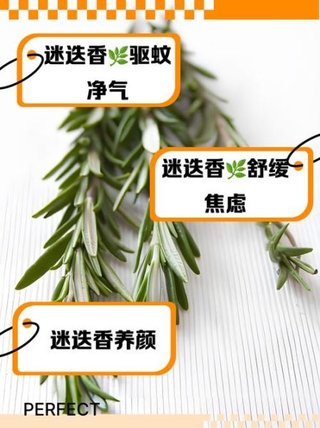 迷迭香是什么东西_迷迭香的功效与作用-第1张图片-山城妙识 迷迭香是什么东西_迷迭香的功效与作用-第1张图片-山城妙识