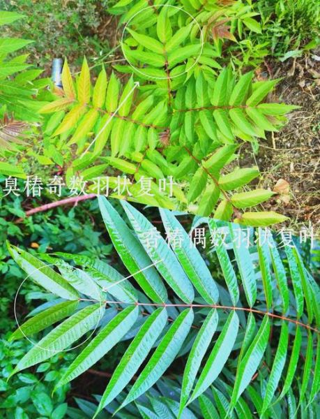 臭椿树和香椿树的区别_如何一眼区分臭椿与香椿-第2张图片-山城妙识 臭椿树和香椿树的区别_如何一眼区分臭椿与香椿-第2张图片-山城妙识