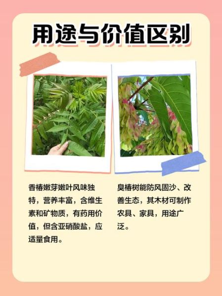 臭椿树和香椿树的区别_如何一眼区分臭椿与香椿-第1张图片-山城妙识 臭椿树和香椿树的区别_如何一眼区分臭椿与香椿-第1张图片-山城妙识