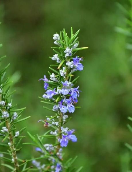 迷迭香是什么东西_迷迭香的功效与作用-第3张图片-山城妙识 迷迭香是什么东西_迷迭香的功效与作用-第3张图片-山城妙识