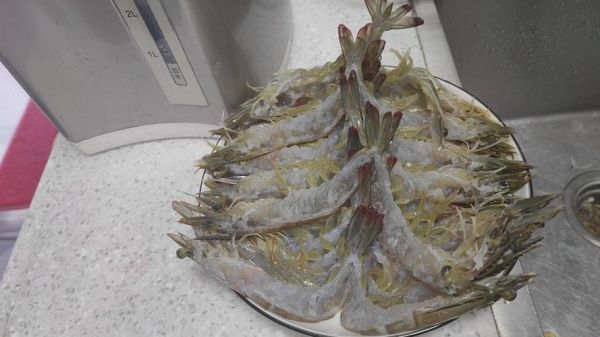 蒜蓉开背虾怎么做_蒜蓉开背虾的正宗做法-第3张图片-山城妙识 蒜蓉开背虾怎么做_蒜蓉开背虾的正宗做法-第3张图片-山城妙识