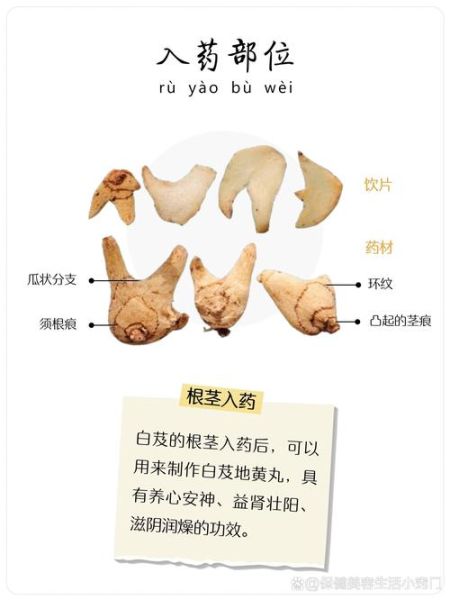 白芨图片大全高清图片_如何识别真假白芨-第2张图片-山城妙识 白芨图片大全高清图片_如何识别真假白芨-第2张图片-山城妙识