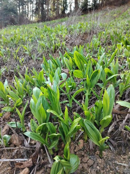 白芨图片大全高清图片_如何识别真假白芨-第1张图片-山城妙识 白芨图片大全高清图片_如何识别真假白芨-第1张图片-山城妙识