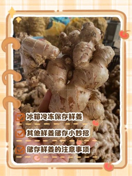 鲜姜怎么保存最好_鲜姜可以放冰箱吗-第1张图片-山城妙识 鲜姜怎么保存最好_鲜姜可以放冰箱吗-第1张图片-山城妙识